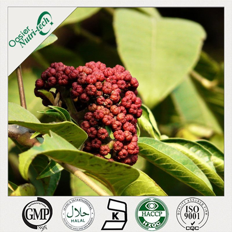 Evodia rutaecarpa Extract - Baoji Oasier Nutri-tech Co., Ltd.